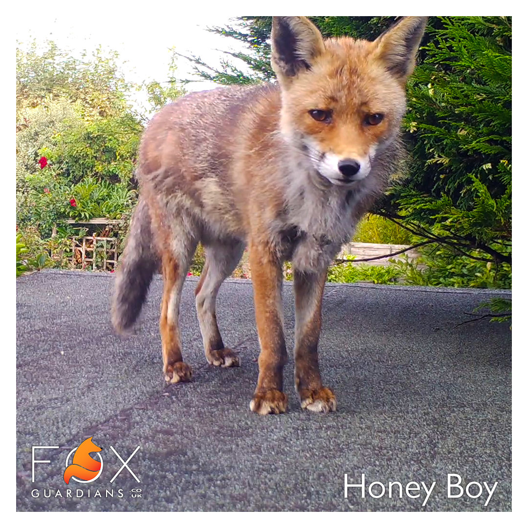 Honey Boy - Fox Guardians