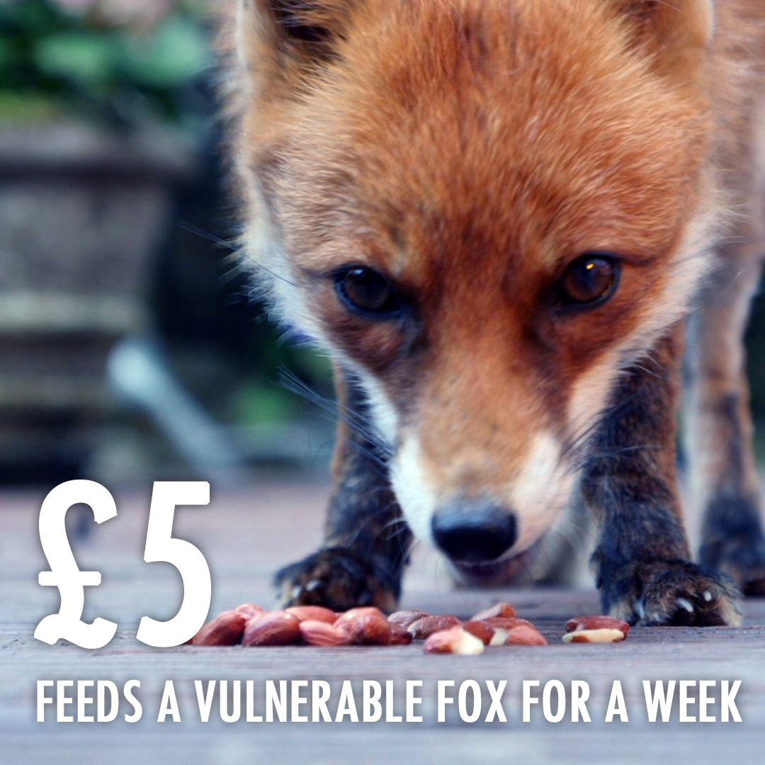 Donate - Fox Guardians